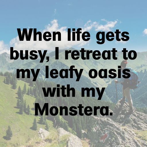 182+ Monstera Deliciosa Captions For Instagram In (2025)