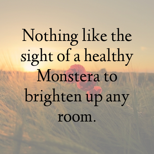 182+ Monstera Deliciosa Captions For Instagram In (2025)