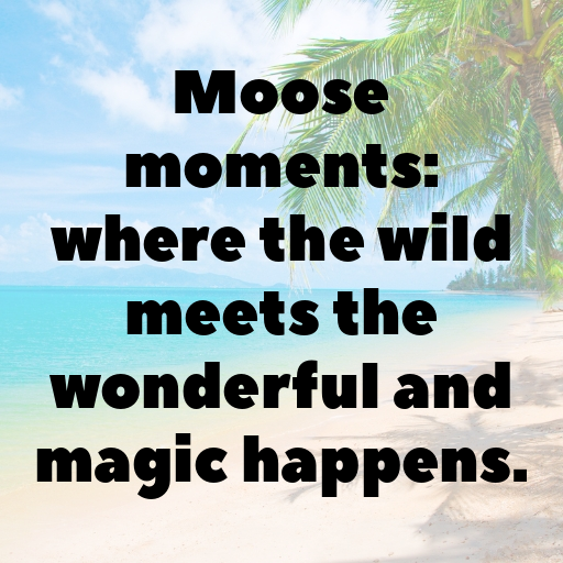 185+ Moose Captions For Instagram In [2025]