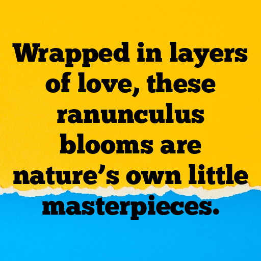 192+ Ranunculus Captions For Instagram In [2025]